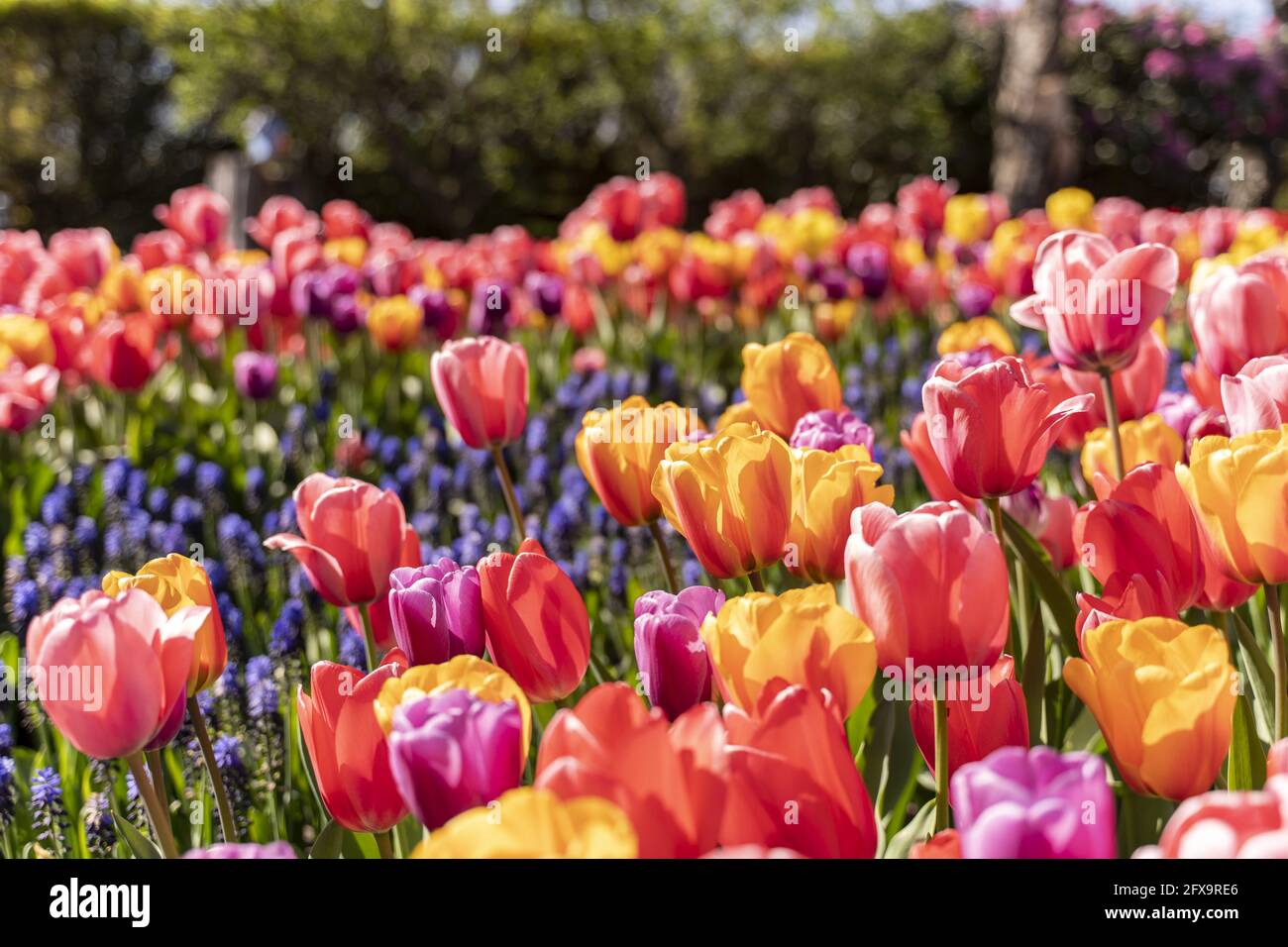 Beautiful scenery of a field of colorful tulips Stock Photo - Alamy