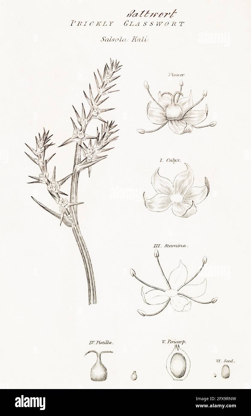 Saltwort plants hi-res stock photography and images - Alamy