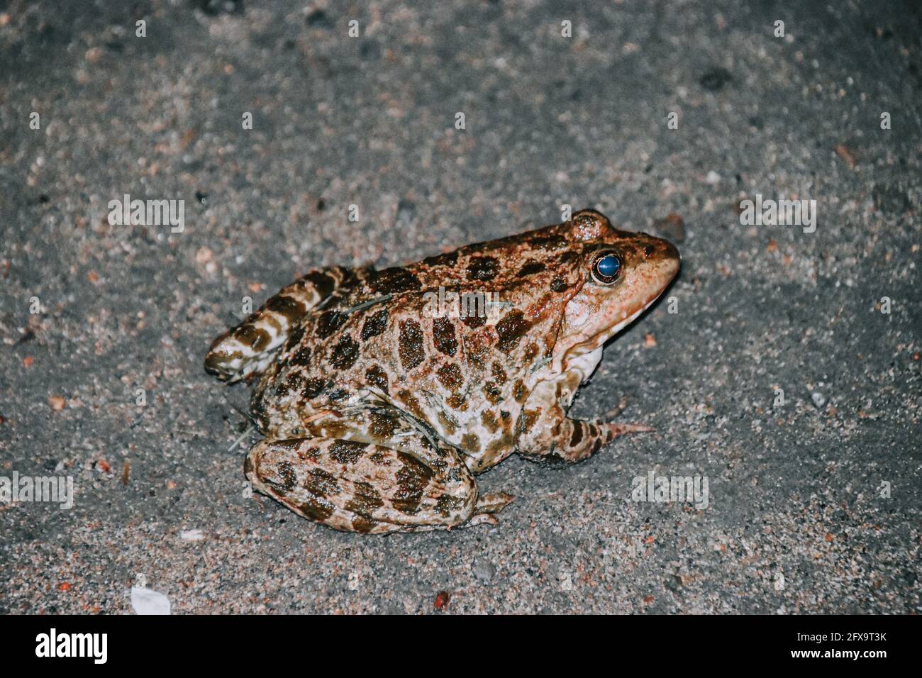 High angle shot of a common toad on the stone Stock Photo - Alamy