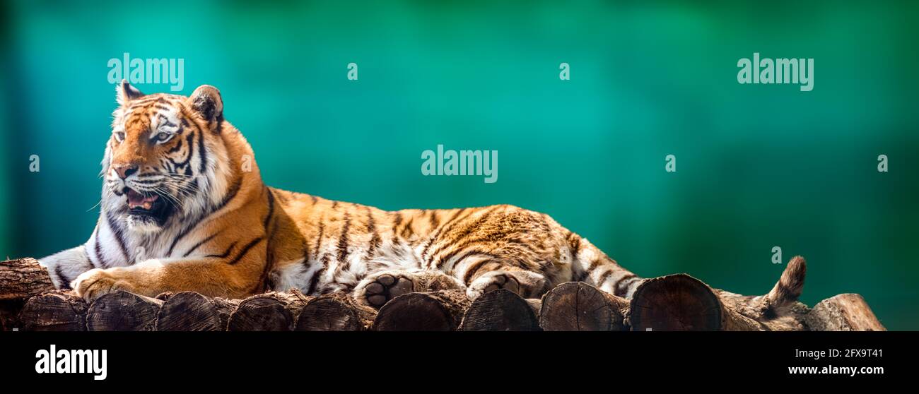Siberian or Amur tiger with black stripes lying down on wooden deck ...