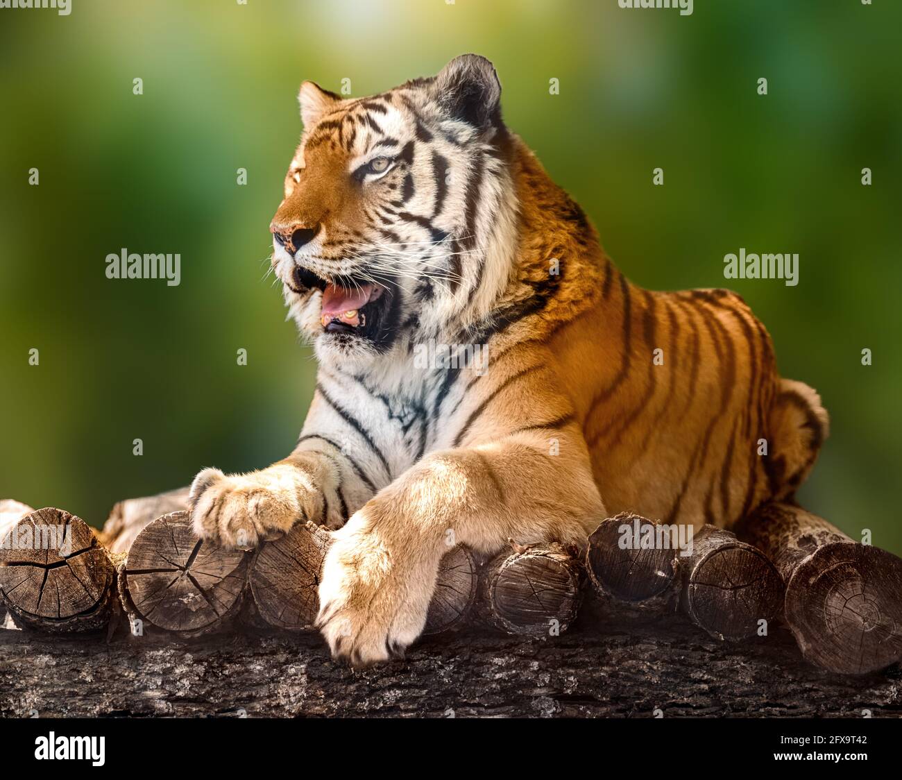 Siberian or Amur tiger with black stripes lying down on wooden deck ...