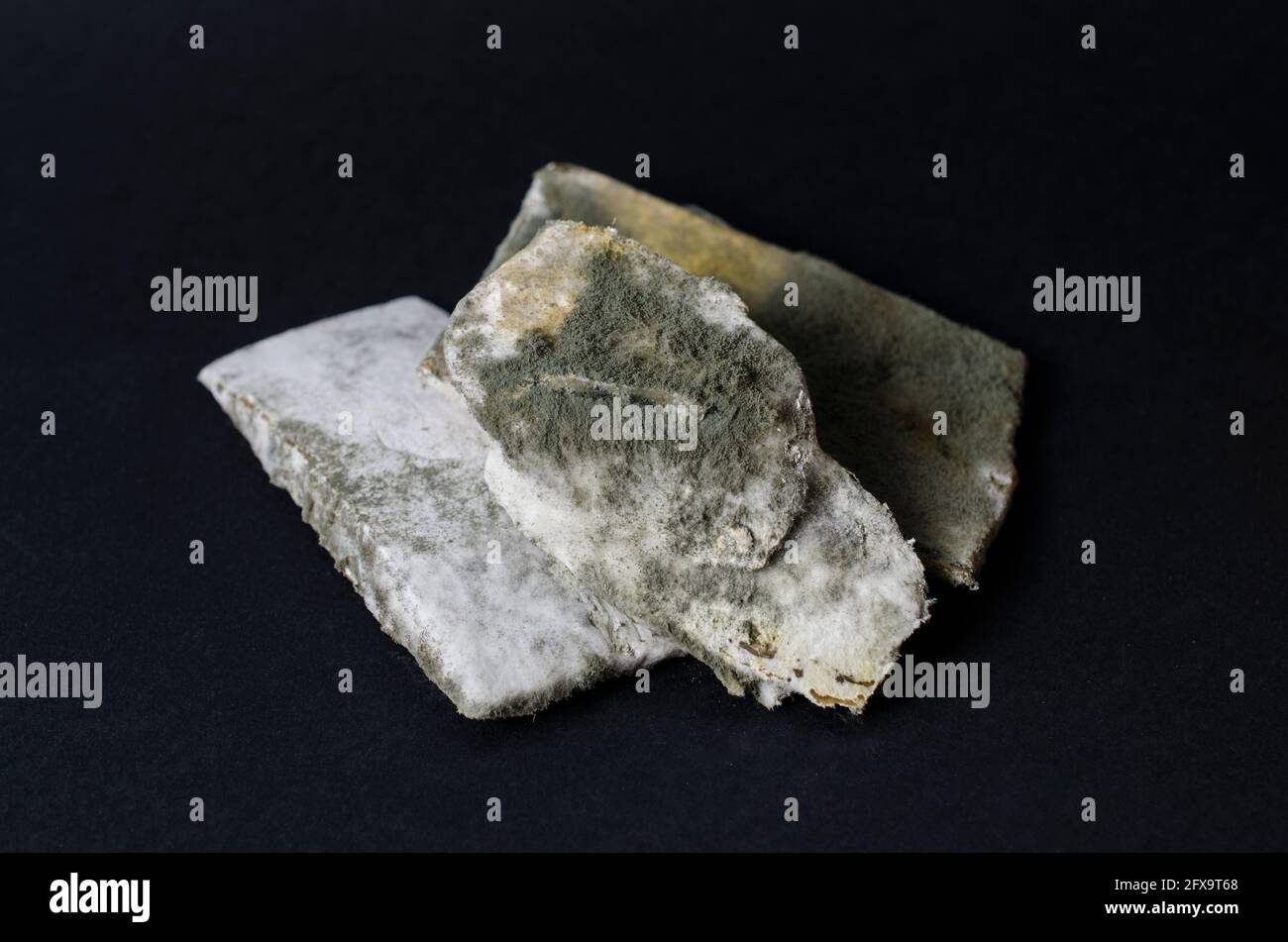 Rotten cheese hi-res stock photography and images - Alamy