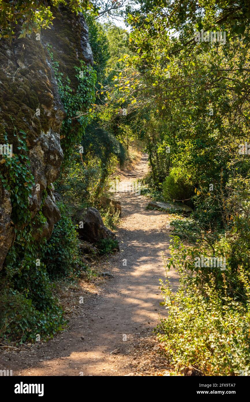 Footpath among trees and ruins of the ancient city of Termessos without ...