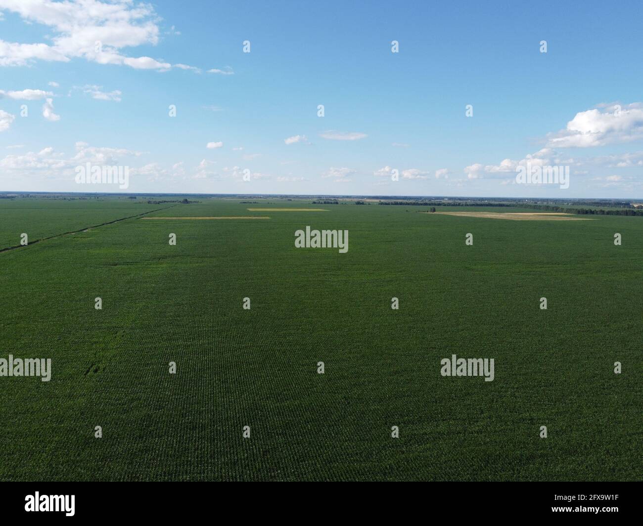 Green corn field wide shot hi-res stock photography and images - Alamy