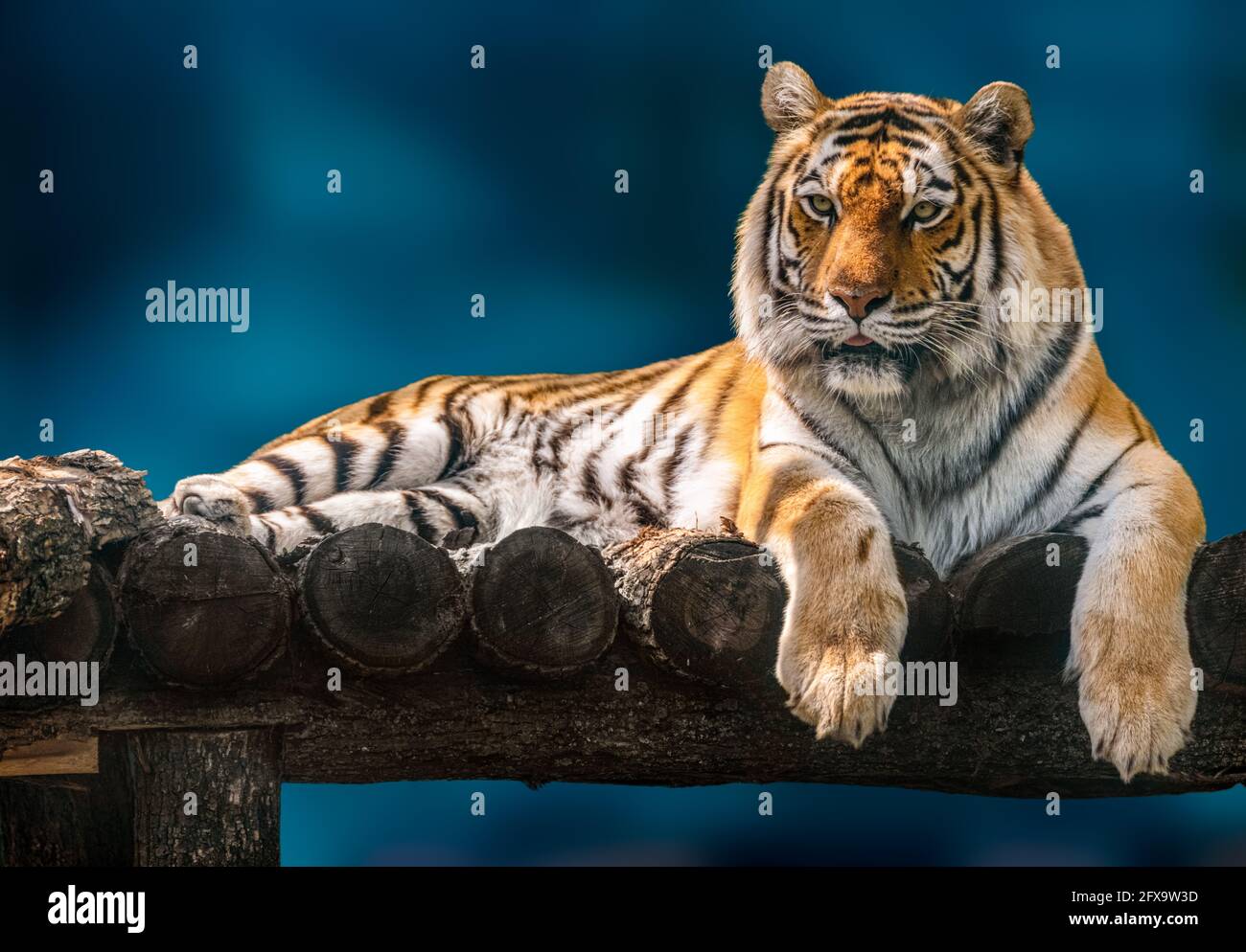 Siberian or Amur tiger with black stripes lying down on wooden deck ...
