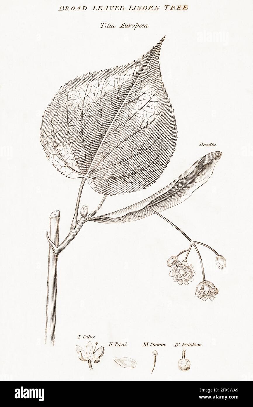 Tilia europaea botanical illustration hi-res stock photography and ...