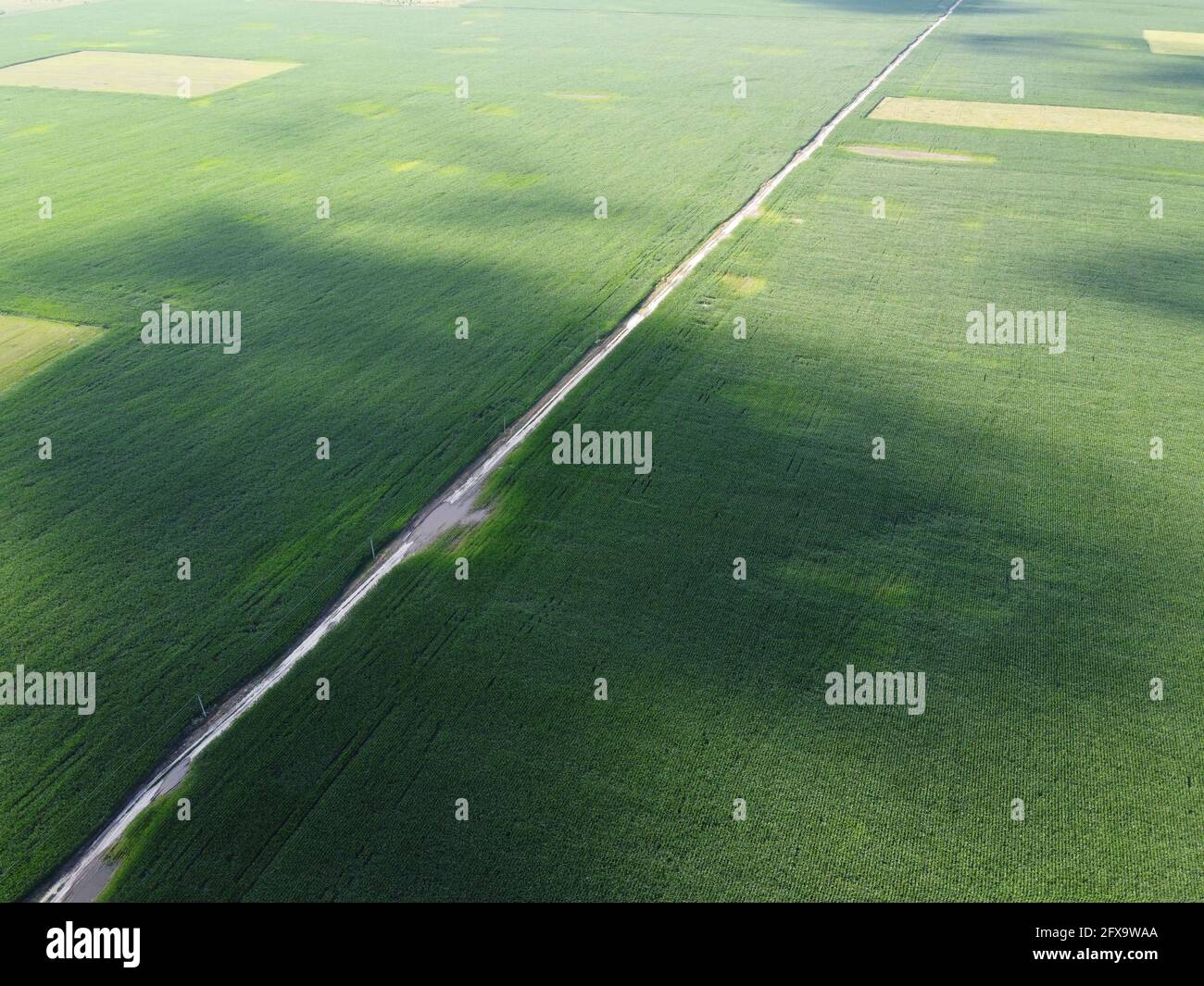 Extensive corn fields, top view. Green farm fields, landscape Stock ...