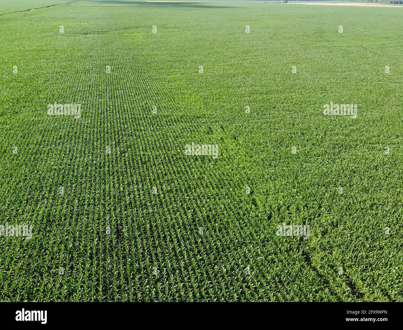 Extensive corn fields, top view. Green farm fields, landscape Stock ...