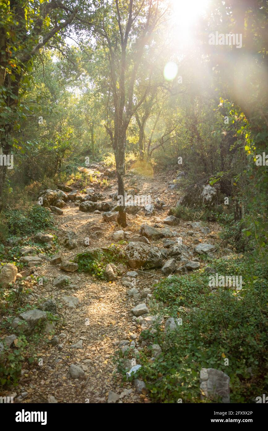 Footpath among trees and ruins of the ancient city of Termessos without ...