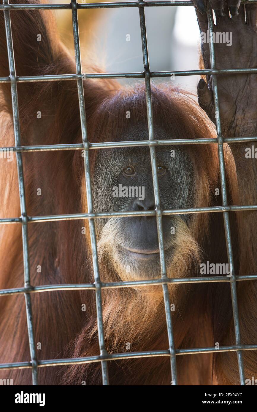 Animals, zoo, captivity Stock Photo - Alamy