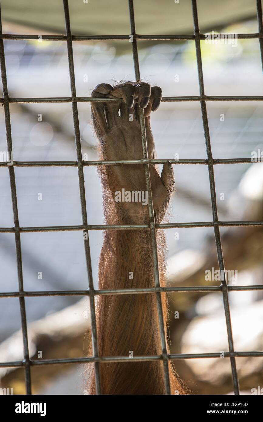Animals, zoo, captivity Stock Photo - Alamy