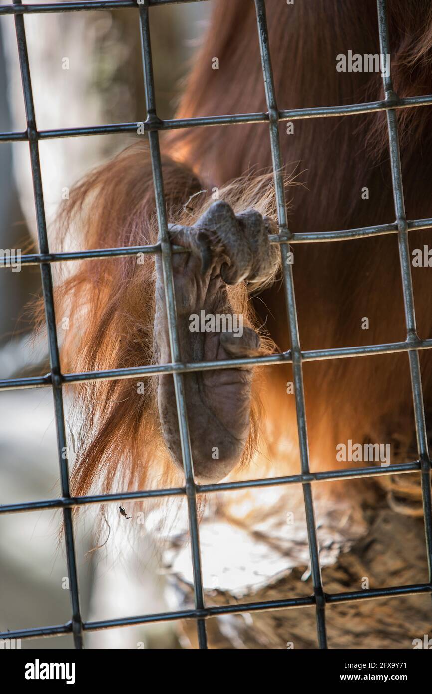 Animals, zoo, captivity Stock Photo - Alamy