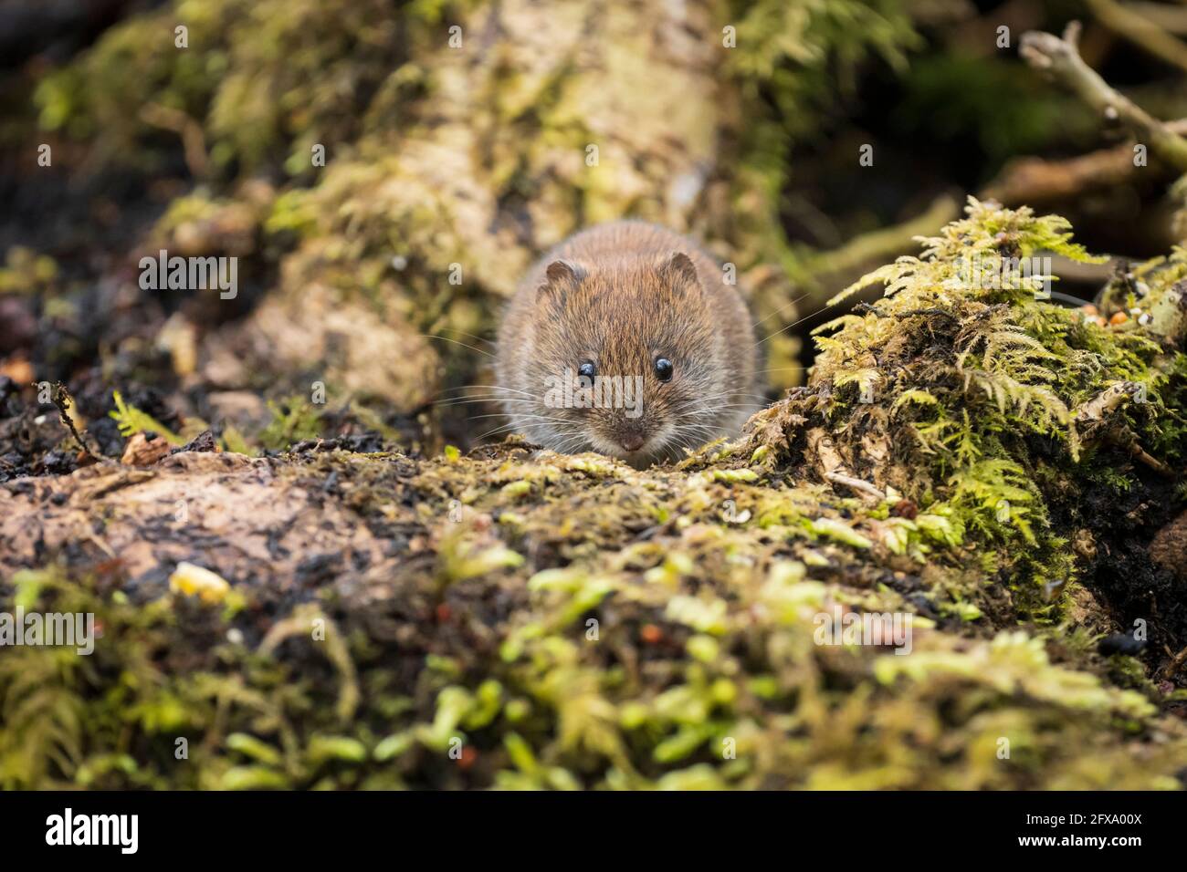 A Bank Vole at Askham Bog Nature Reserve near York, North Yorkshire ...