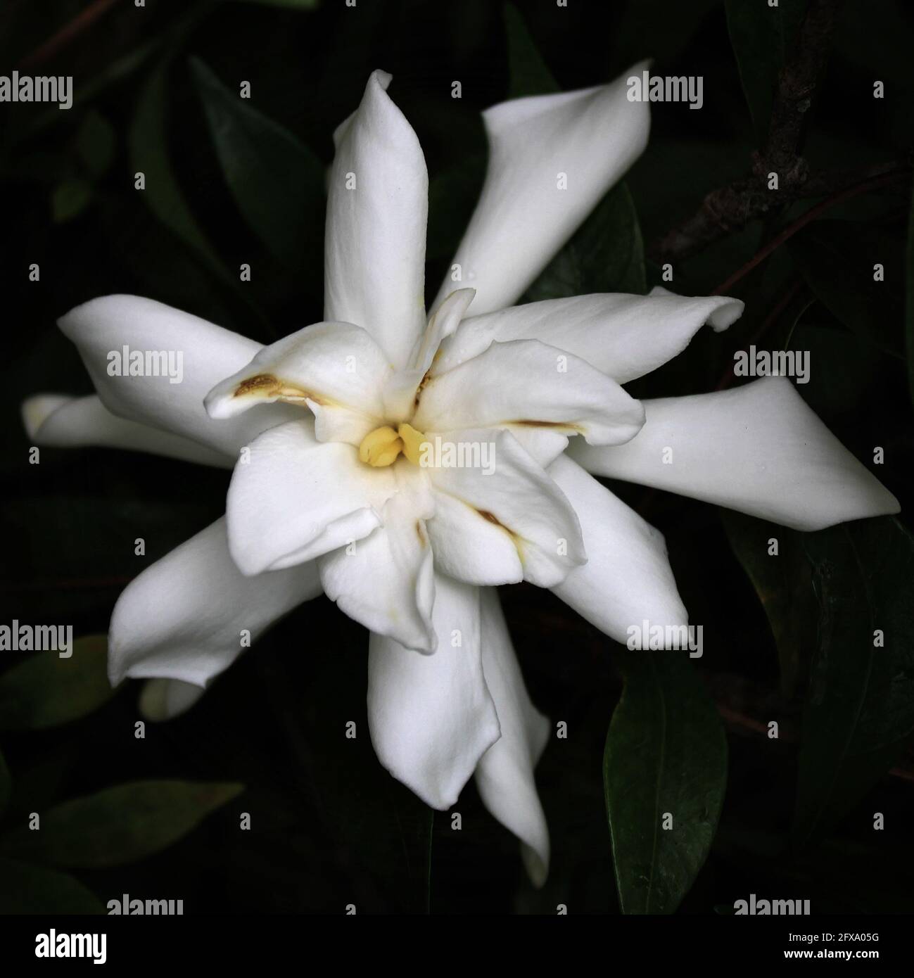 a white flower with curling petals on a dark background with green ...