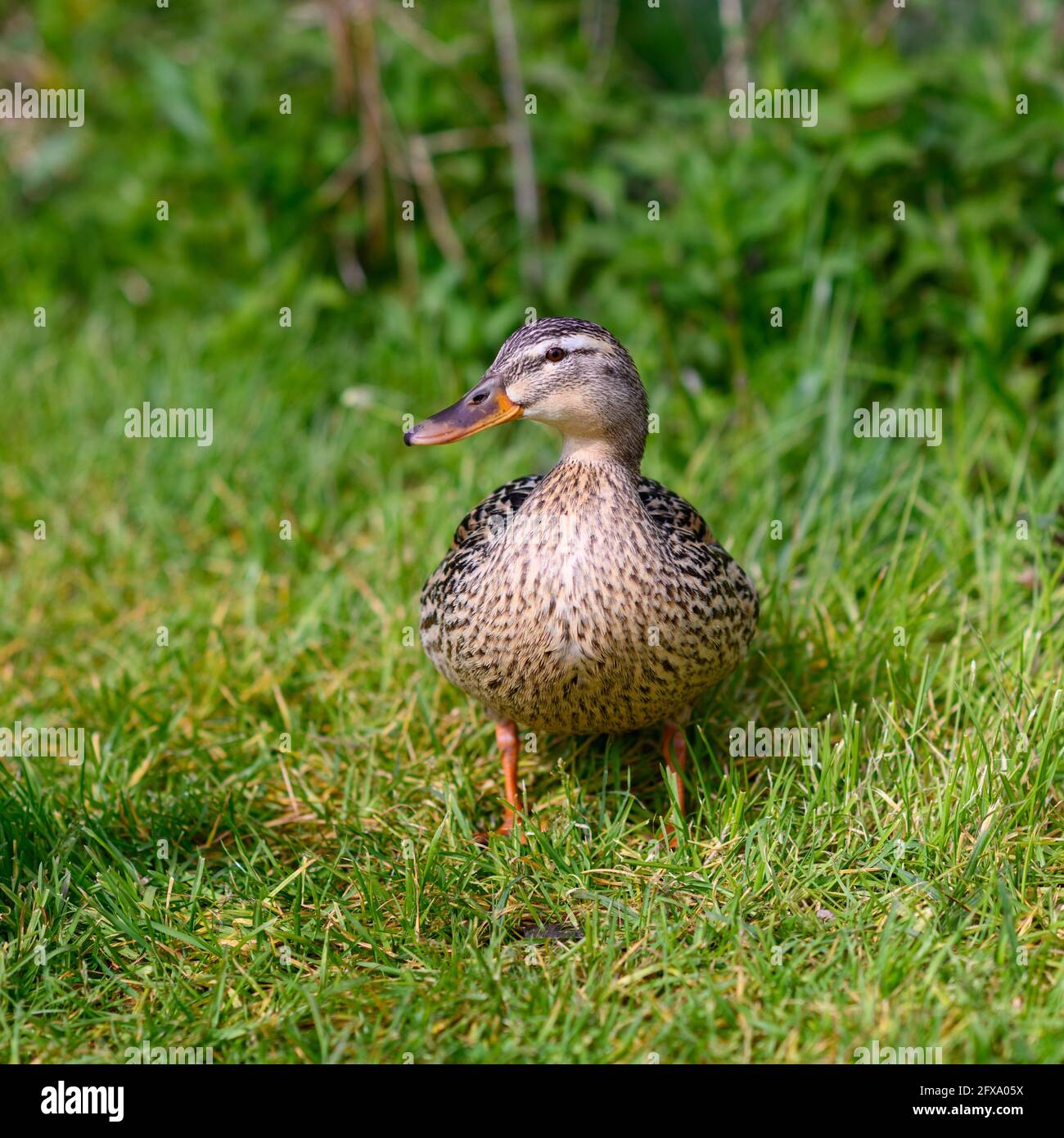Female mallard duck anas hi-res stock photography and images - Alamy