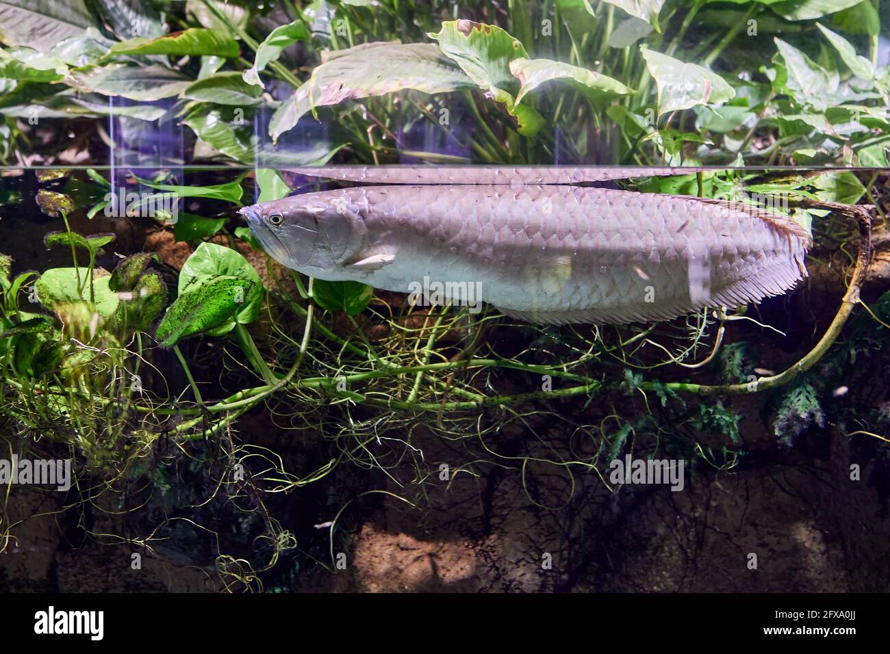 Silver Arowana Fish Tank