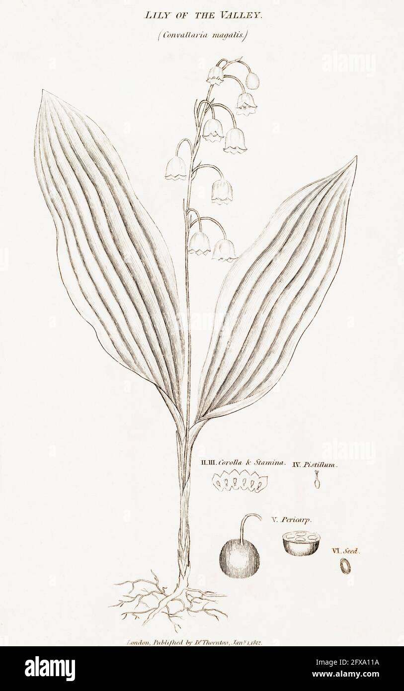 Copperplate botanical illustration of Lily of the Valley / Convallaria ...