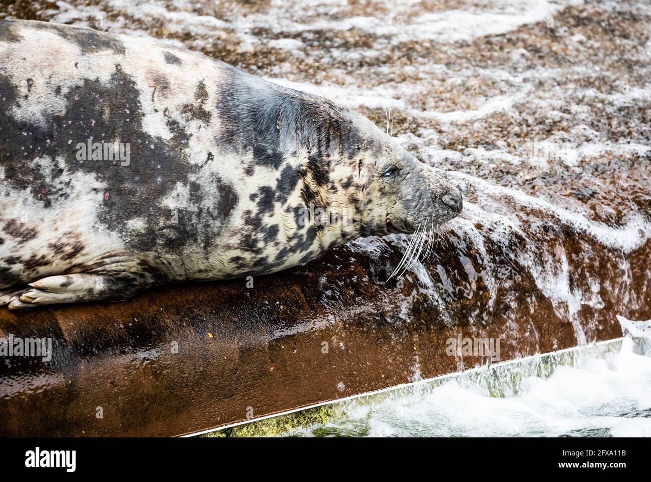 Gweek,Cornwall,26th May 2021,A seal at the Cornish seal Sanctuary which ...