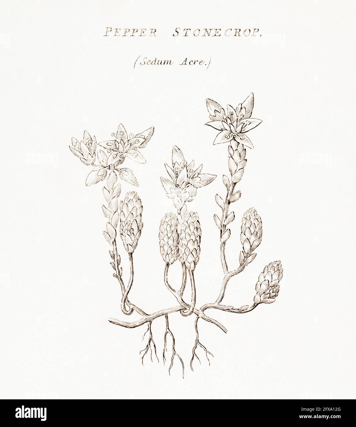 Sedum acre botanical illustration hi-res stock photography and images ...