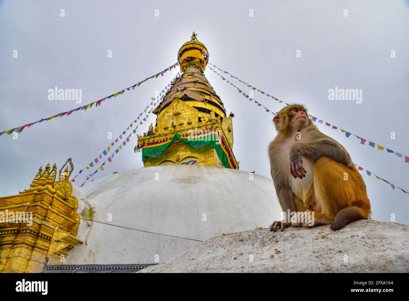 A monkey at Swayambhu, the Monkey Temple, in Kathmandu, Nepal Stock ...