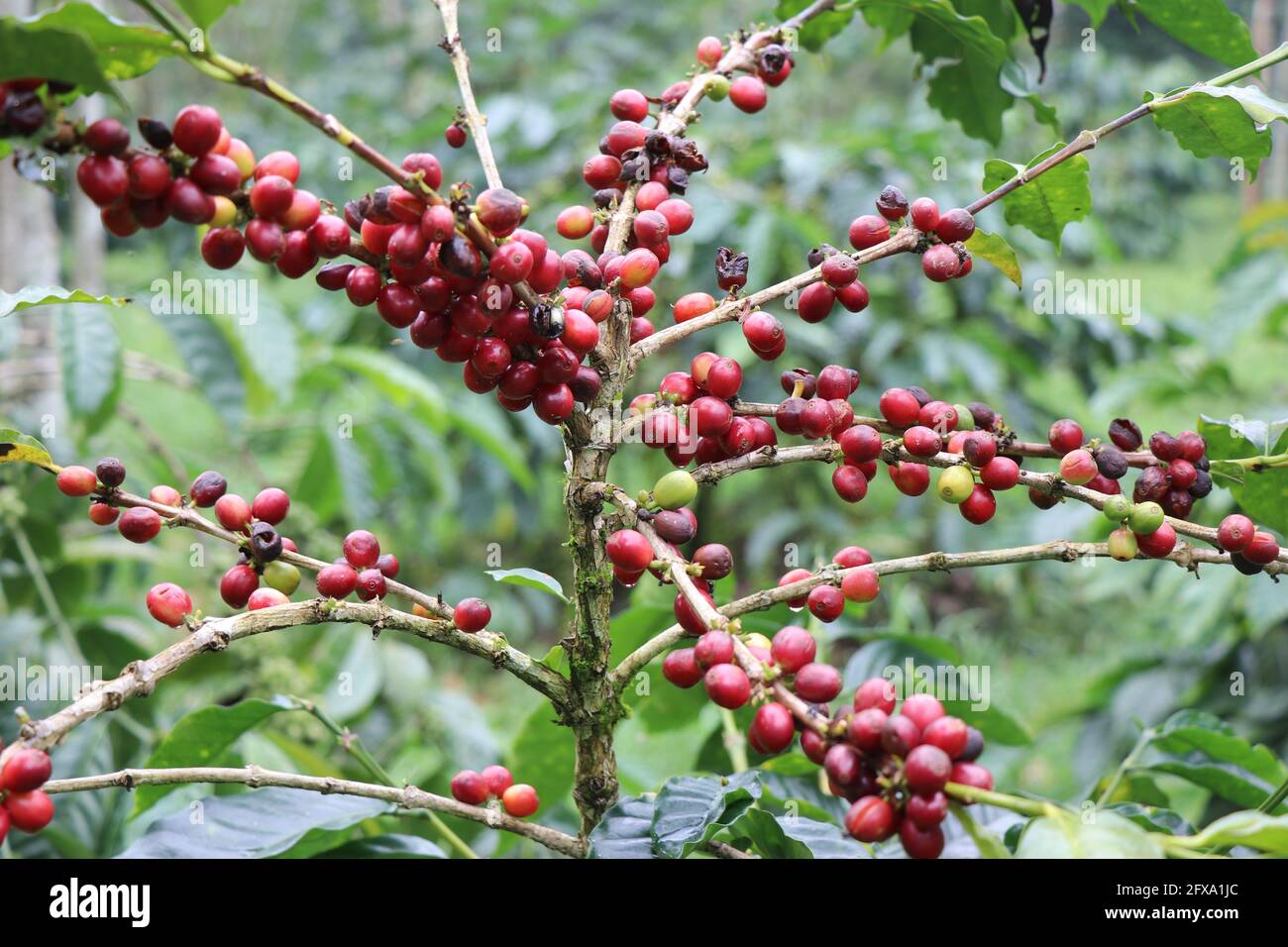Arabica coffee beans hi-res stock photography and images - Alamy