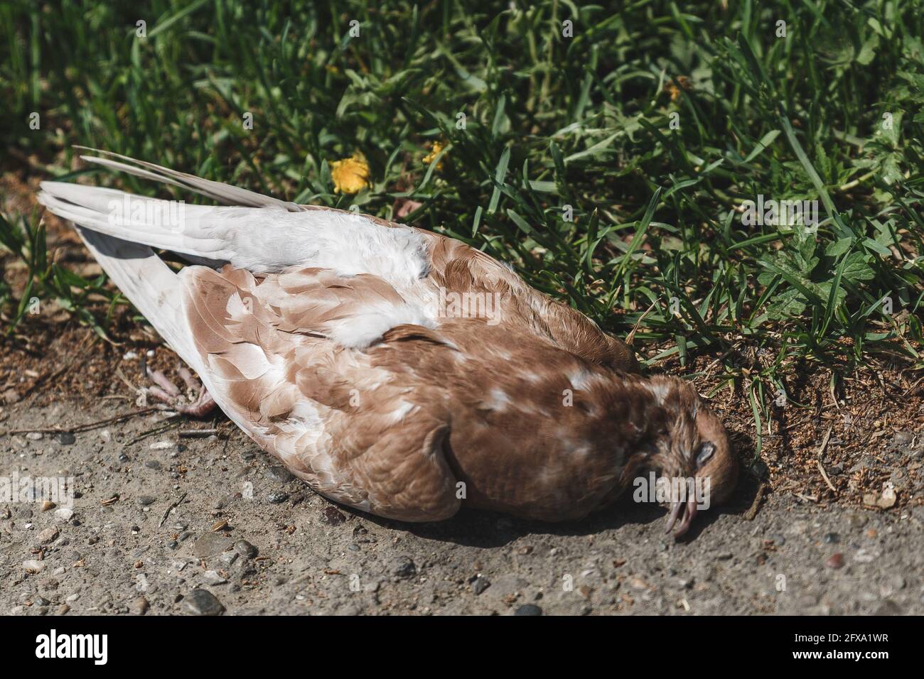 A dead pigeon lies on the ground at the edge of the road. photograph of ...