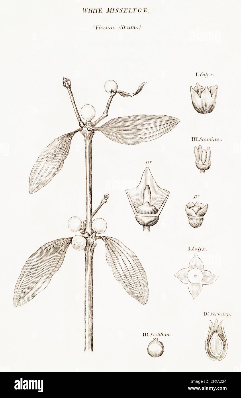 Mistletoe Botanical Illustration
