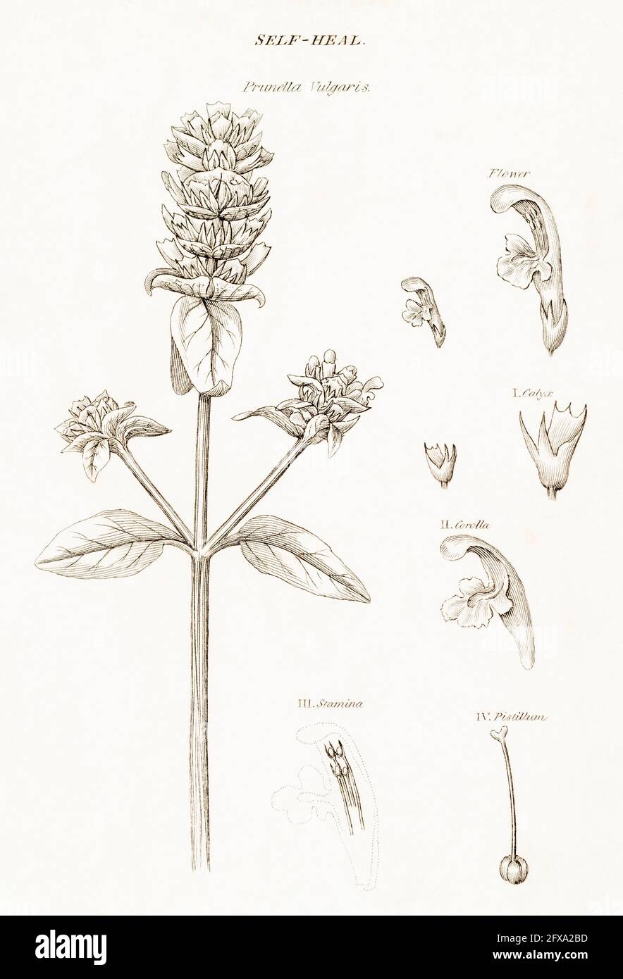 Prunella Vulgaris