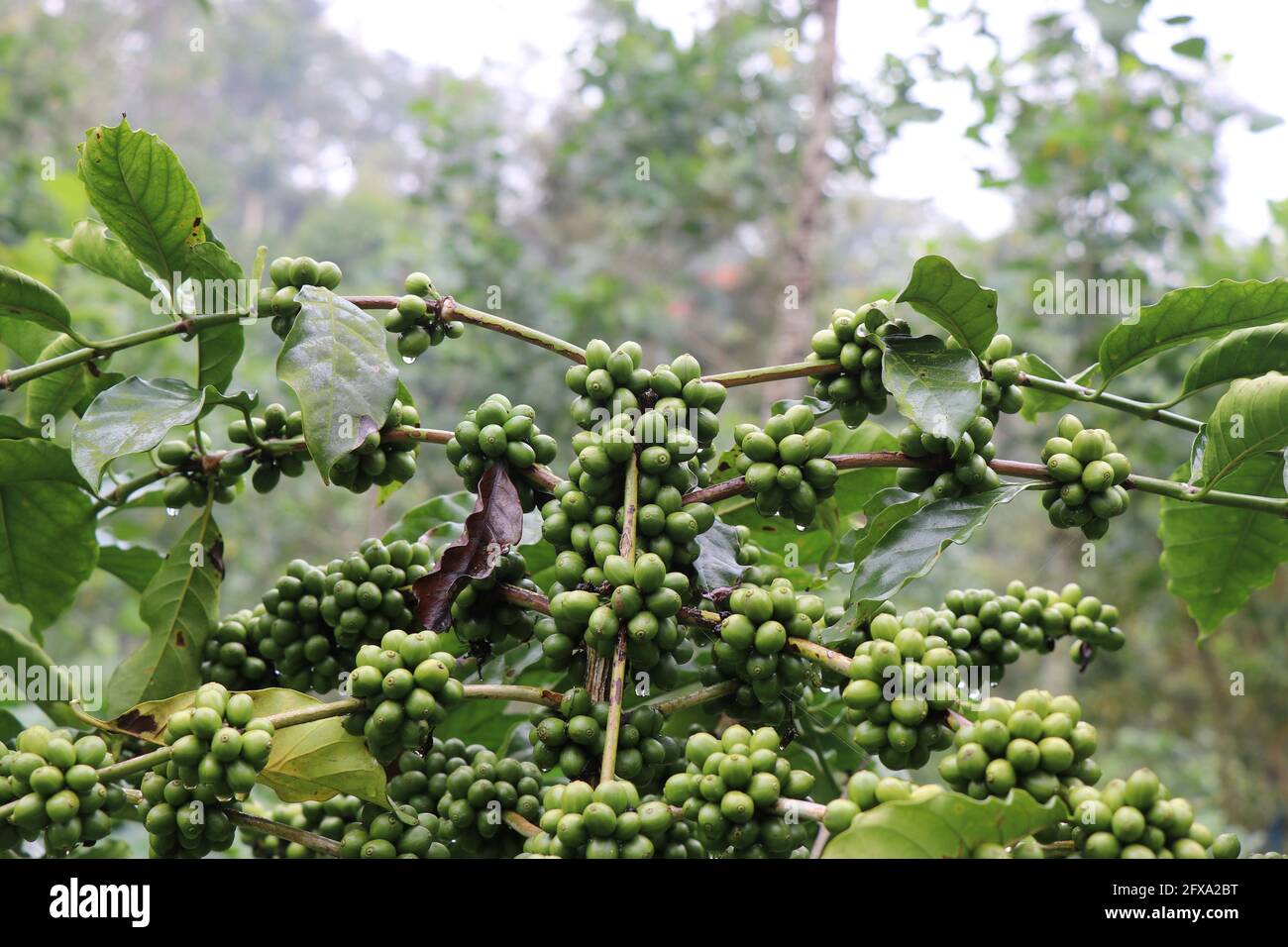Green coffee in branches of Robusta coffee plant in coffee plantation ...