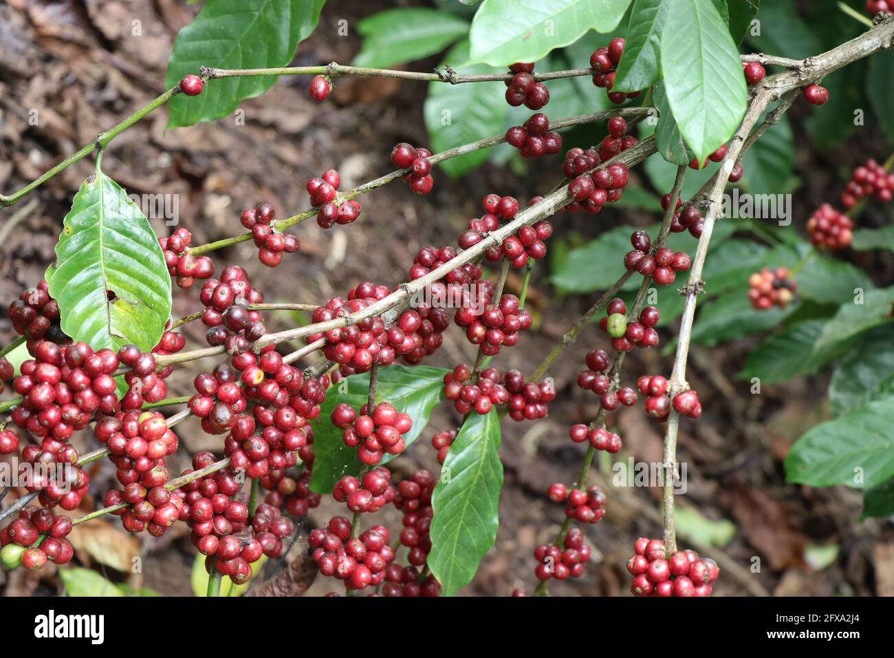 Ripen coffee cherry of Robusta. Red Robusta coffee on coffee plant ...