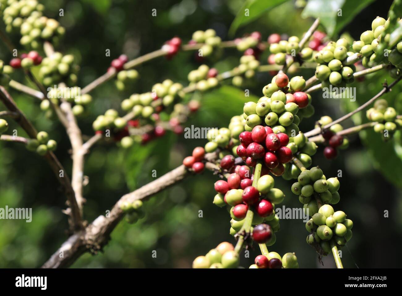 Ripen robusta hi-res stock photography and images - Alamy