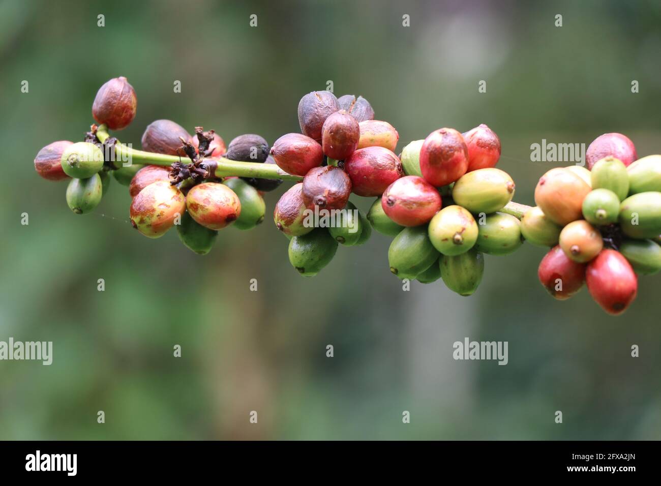 Robusta Coffee berries close-up. Ripe and green coffee beans of Robusta ...