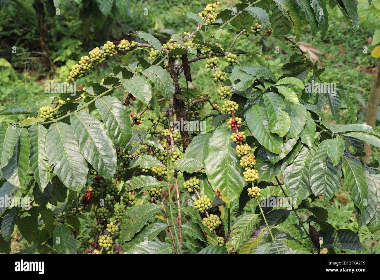 Robusta coffee plantation hi-res stock photography and images - Alamy