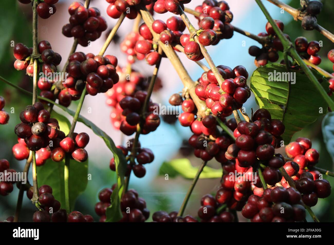 Robusta coffee beans hi-res stock photography and images - Alamy