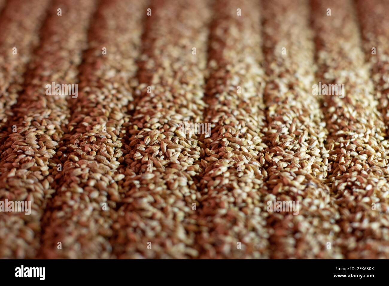Barley grains in storage. Grain background, grain mass texture Stock ...