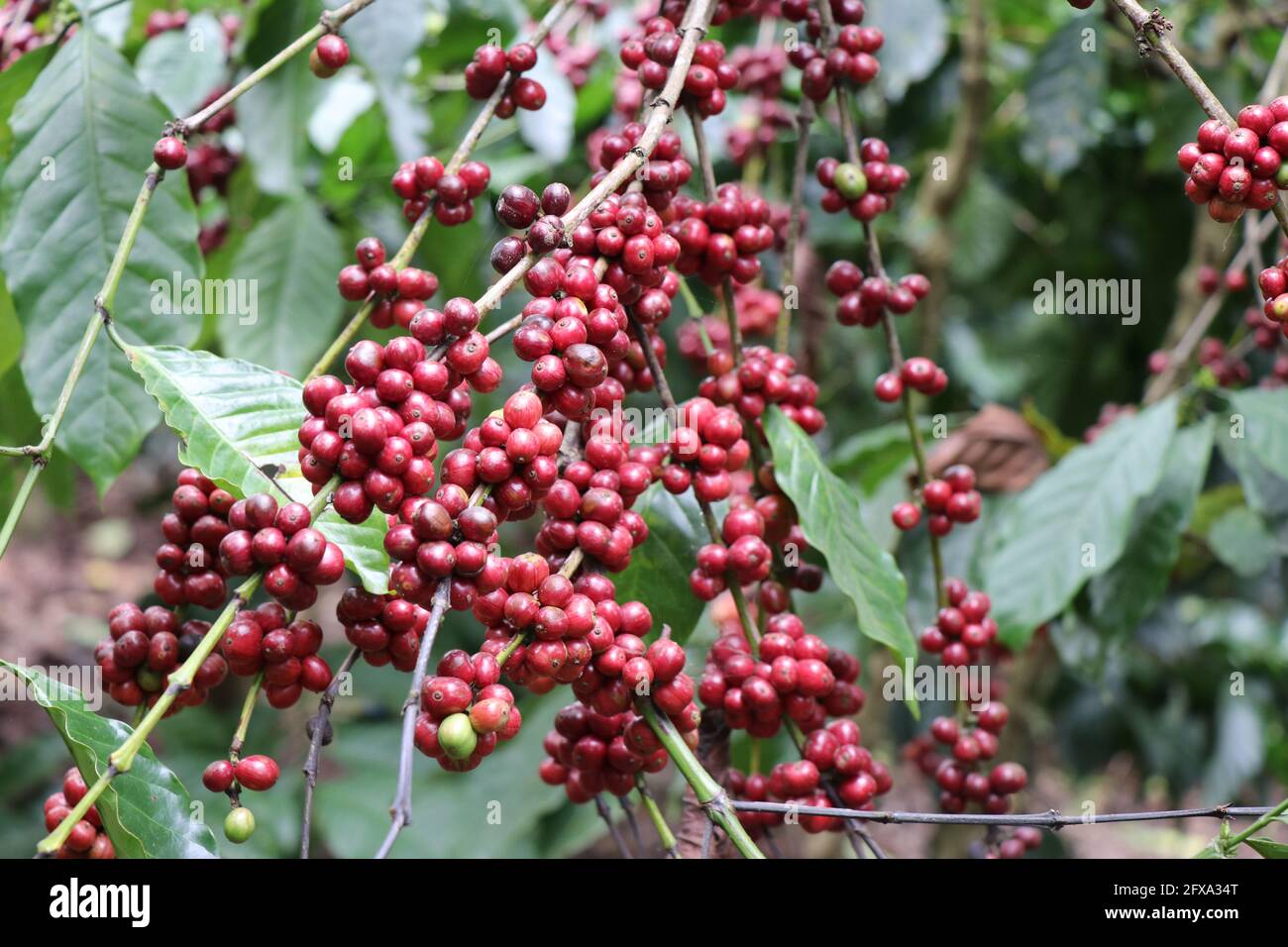 Robusta coffee berries close-up on long coffee braches. Coffee ...