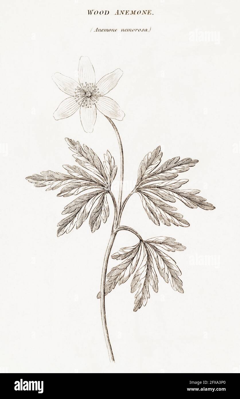 Wood Anemone Line Drawing