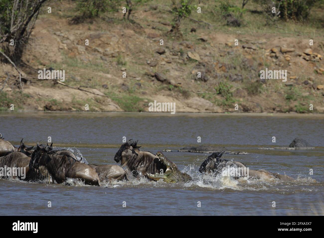 This crocodile opens its jaws wide before taking the wildebeest down ...
