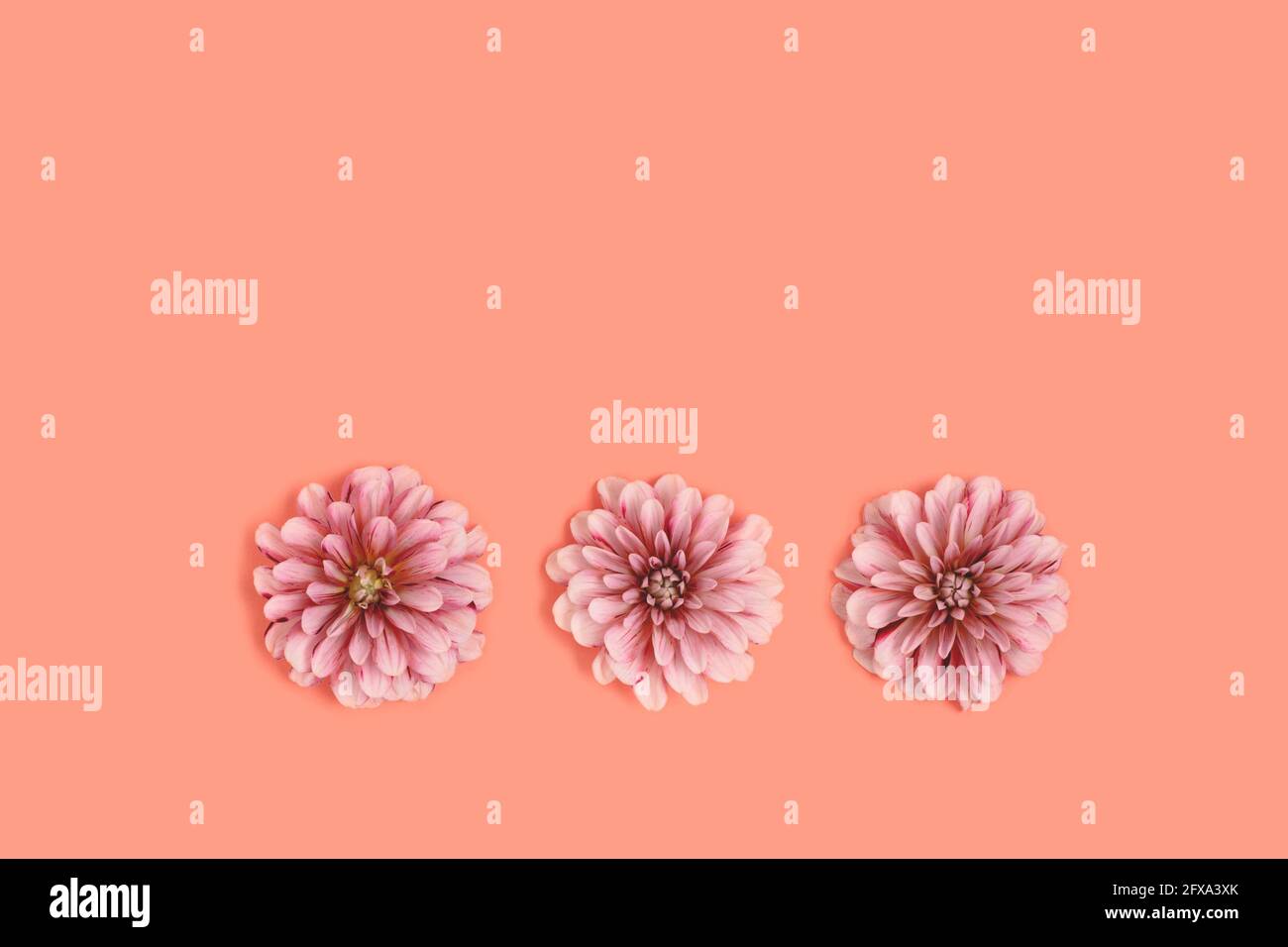Dahlia flower heads on a coral color background. Decorative plant with ...