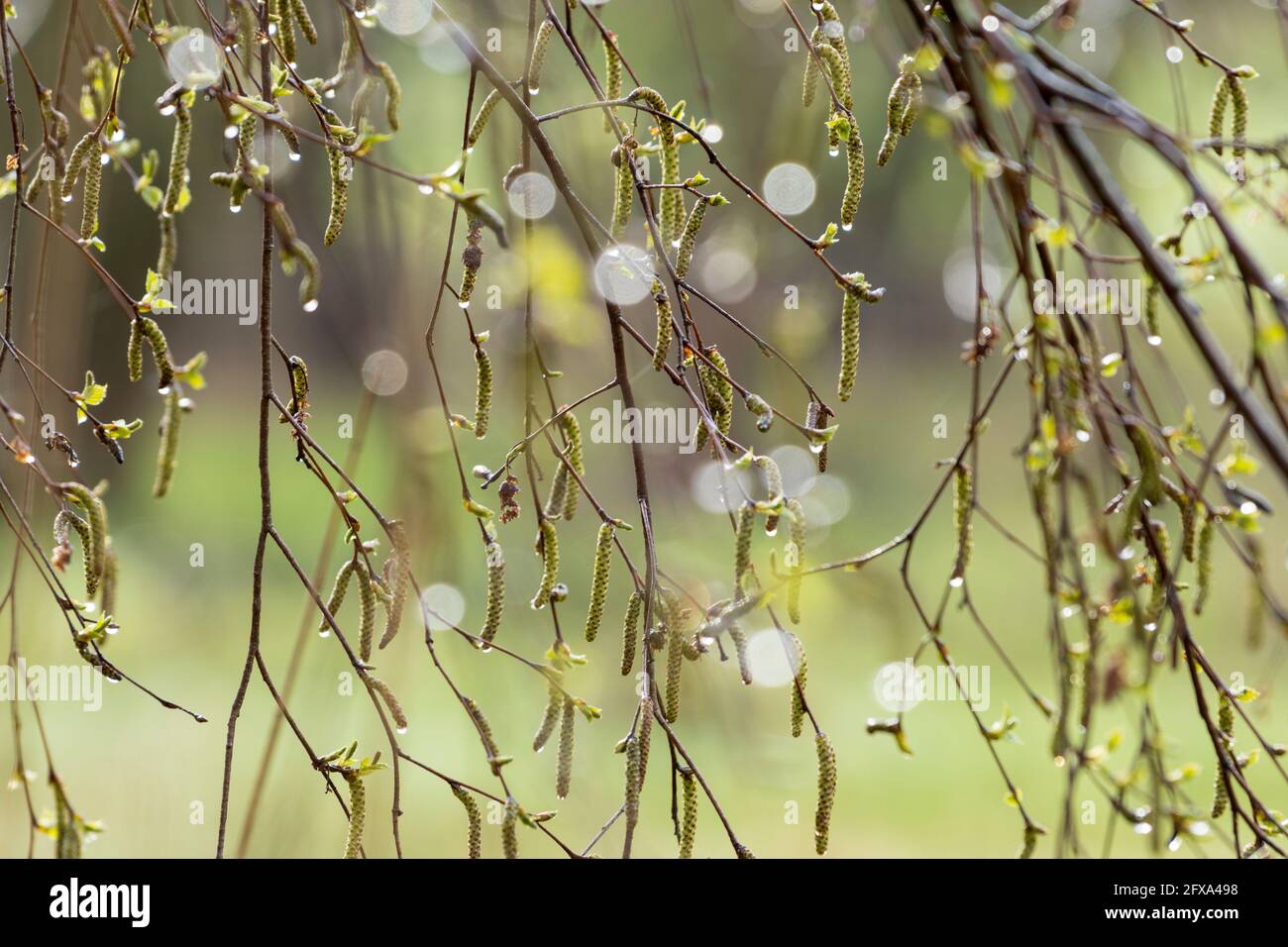 Catkins and dewdrop bokeh light in springtime at Askham Bog near York ...