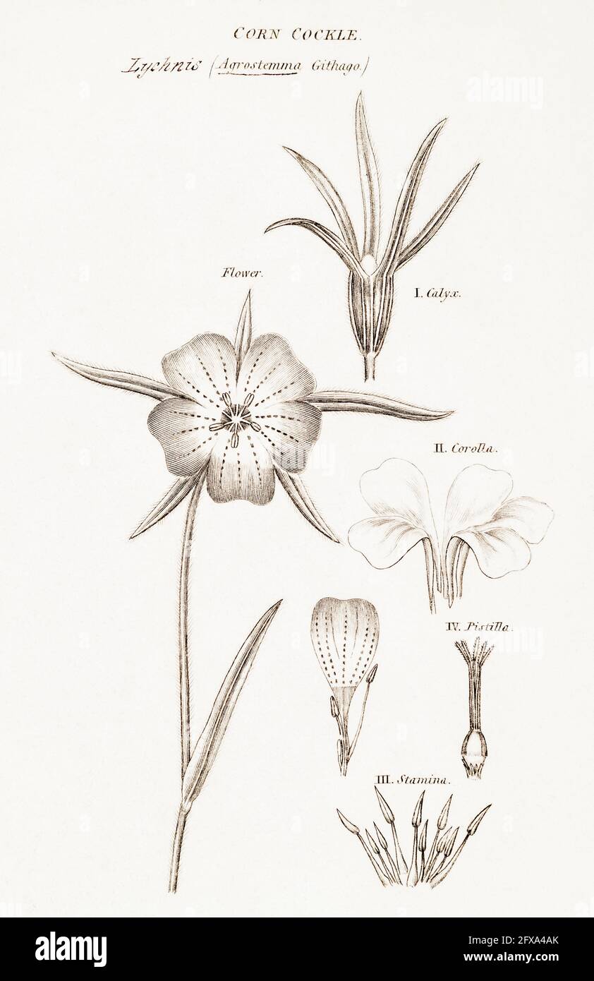Corn cockle botanical illustration hi-res stock photography and images ...