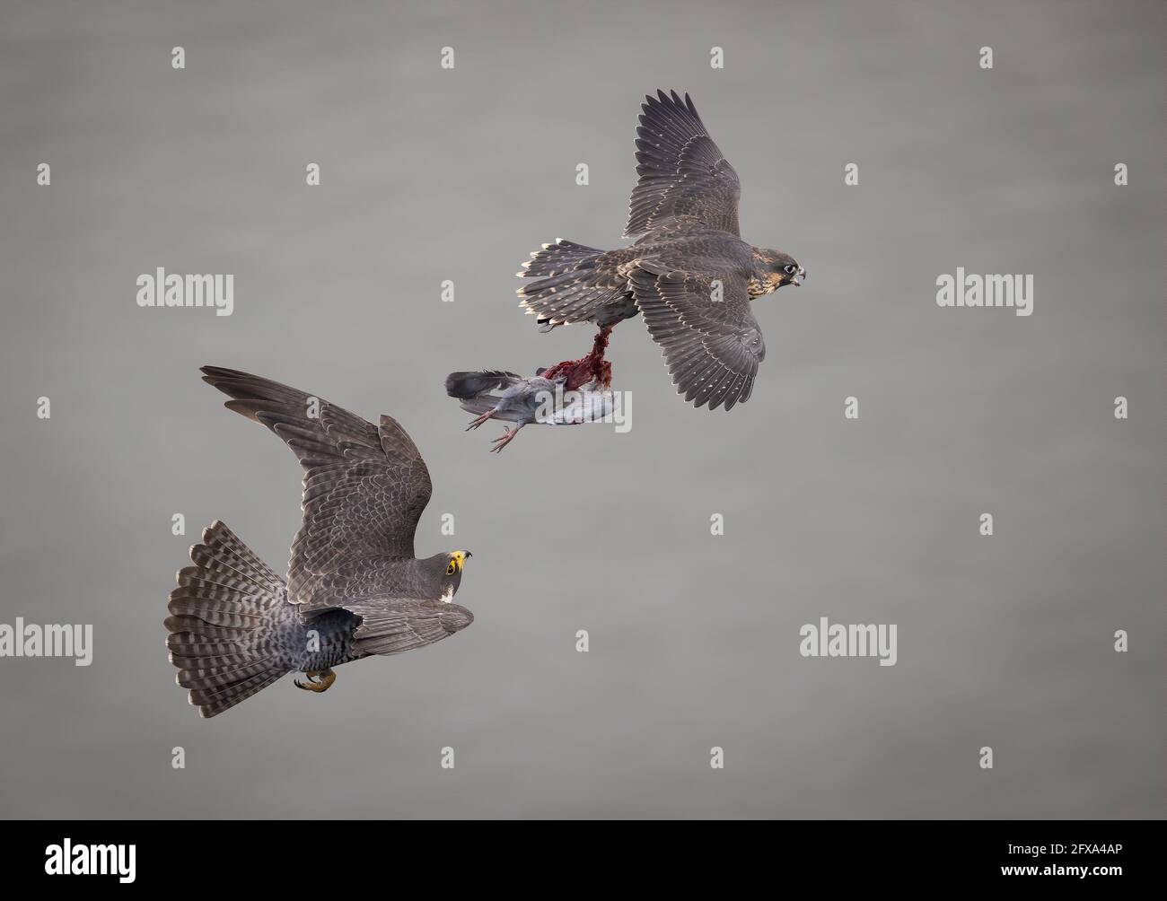 The poor pigeon was taken for a ride after its death by two ravenous ...