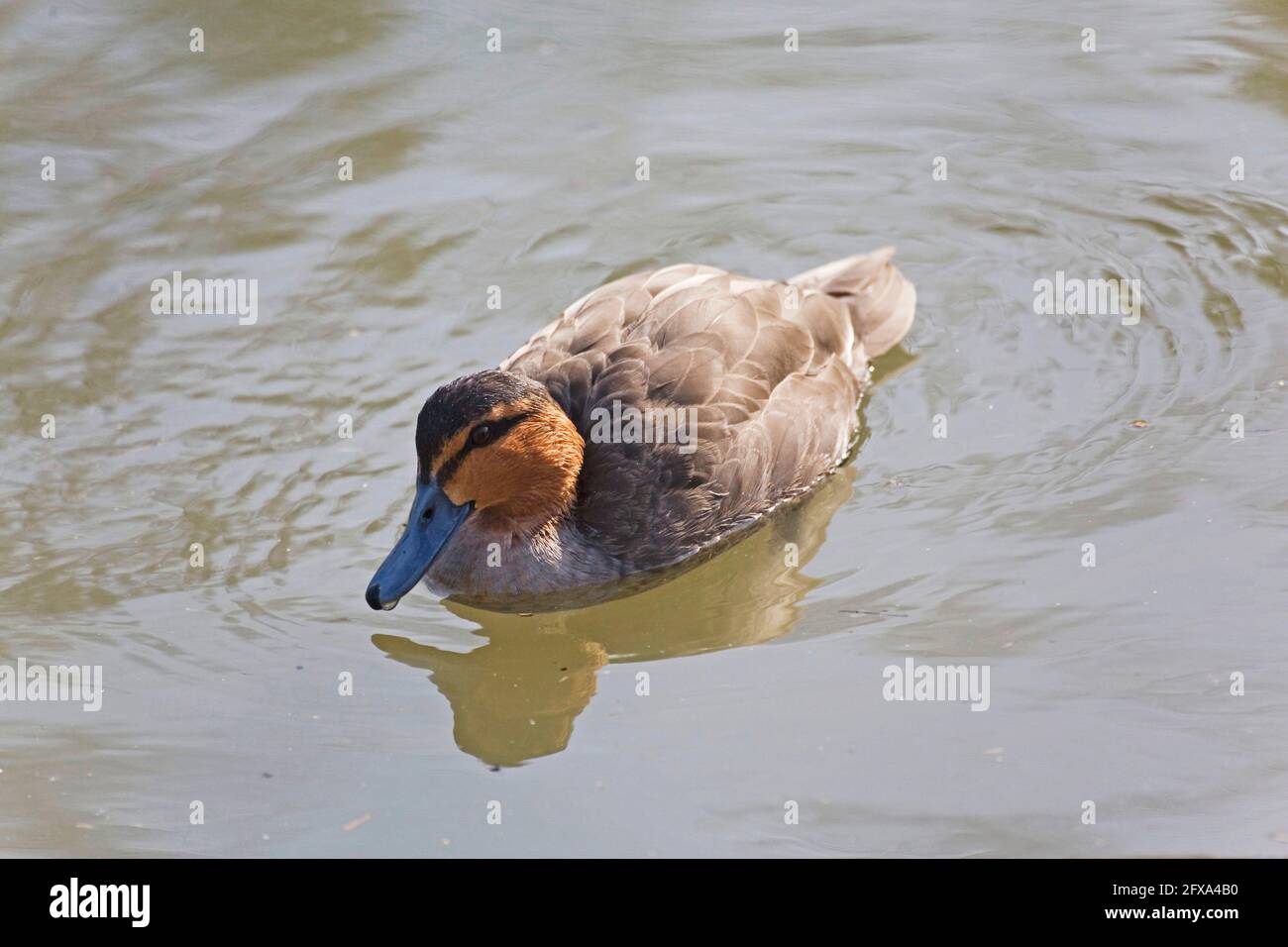 A Philippine Duck, Anas luzonica, resting on the water Stock Photo - Alamy