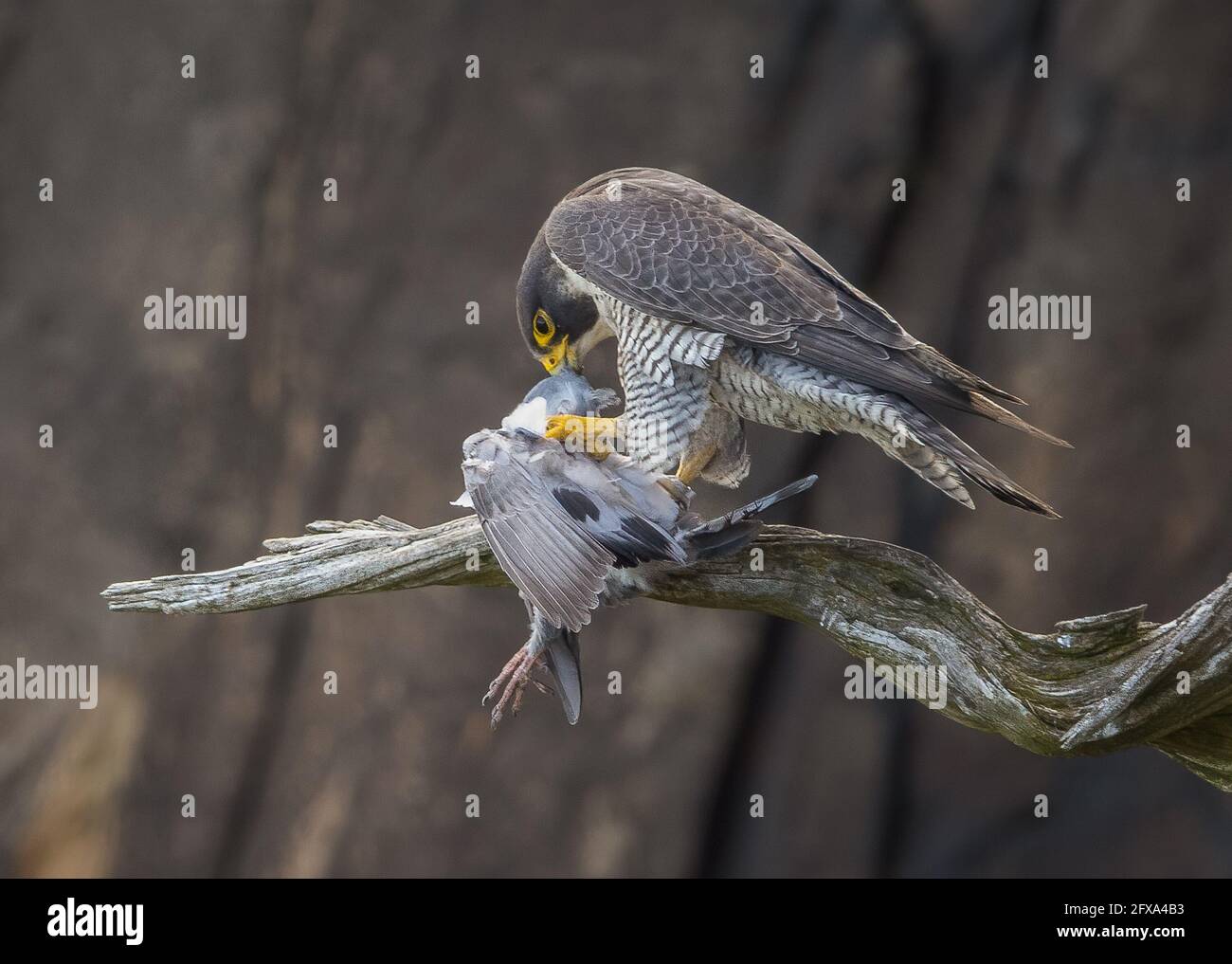 The mother falcon can be identified by its yellow colouring and tagged ...
