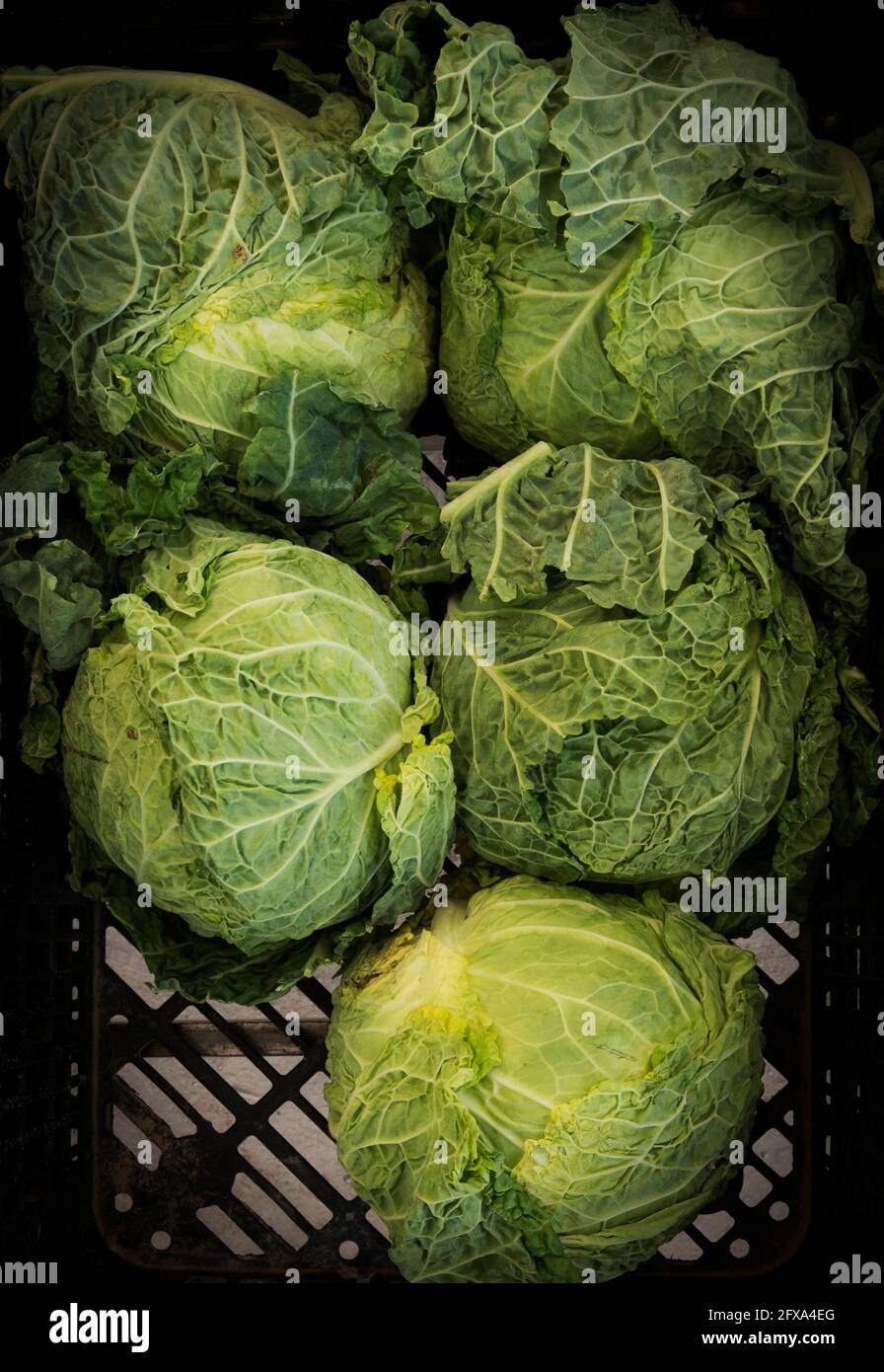 Market garden cabbages hi-res stock photography and images - Alamy