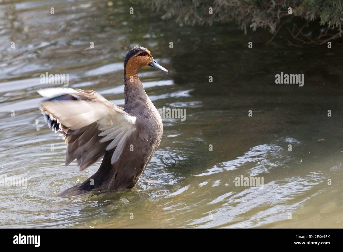 Philippine duck hi-res stock photography and images - Alamy