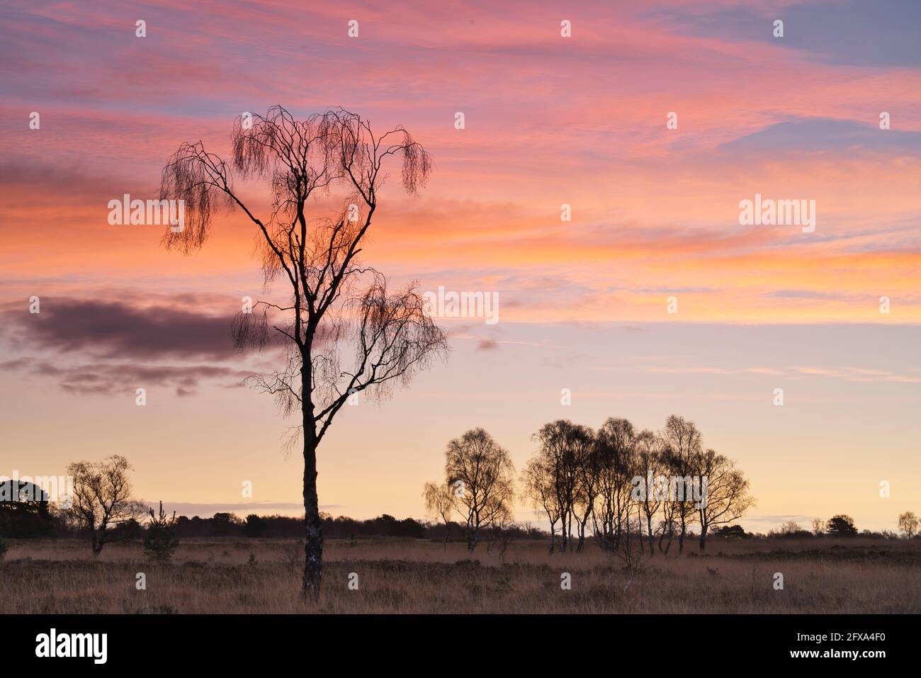Strensall Common Nature Reserve in mid-winter, North Yorkshire, England ...