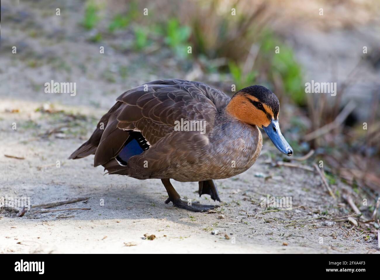 A Philippine Duck, Anas luzonica, walking on the shore Stock Photo - Alamy