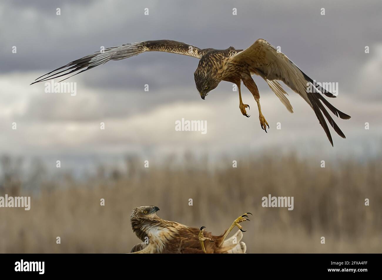 The male towers over the female in a fight-related mating routine ...