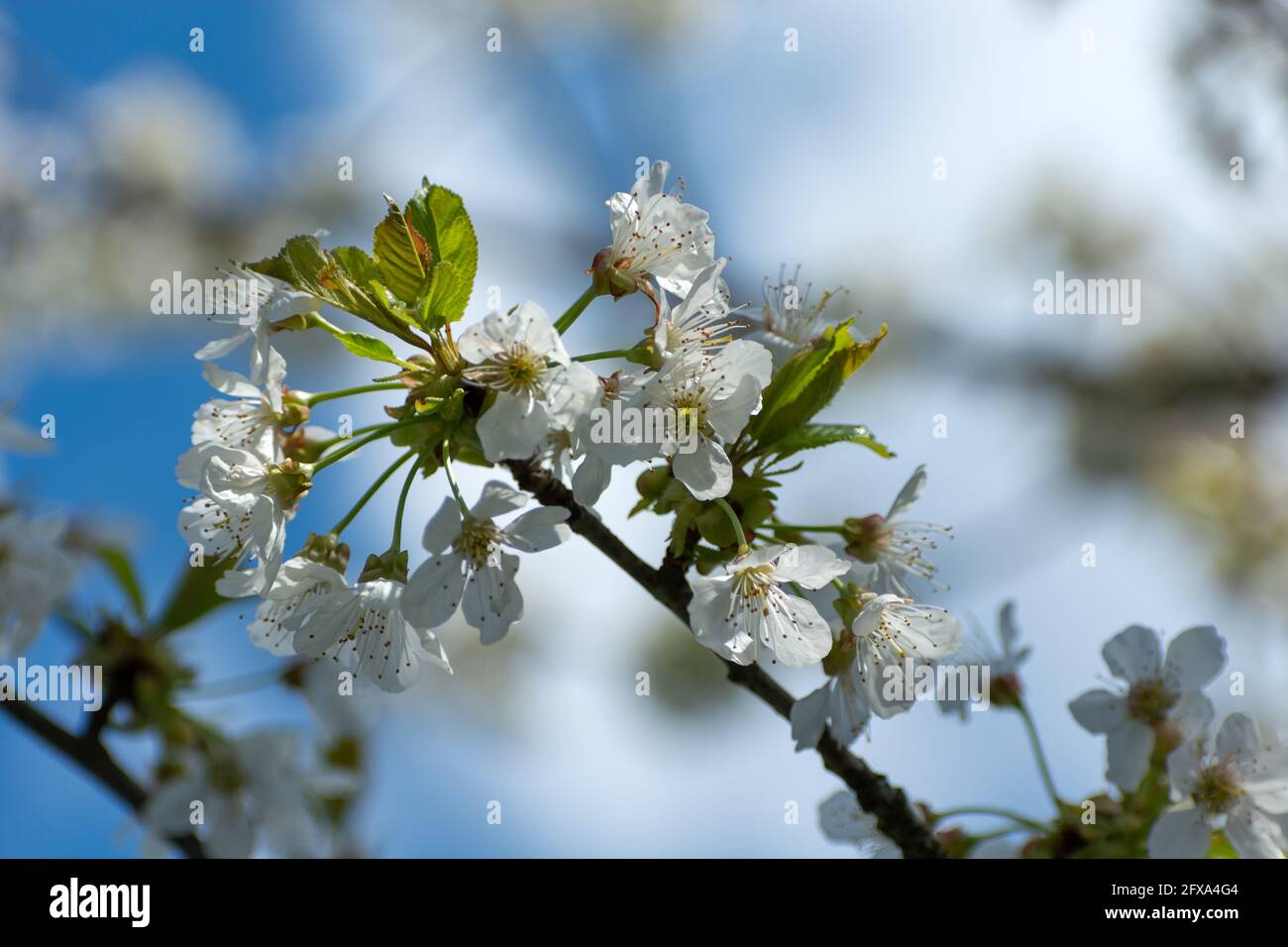 Beautiful white flowering branch hi-res stock photography and images ...